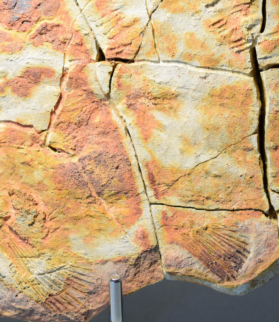 beautiful coelacanth fish Whiteia uyenoteruyai