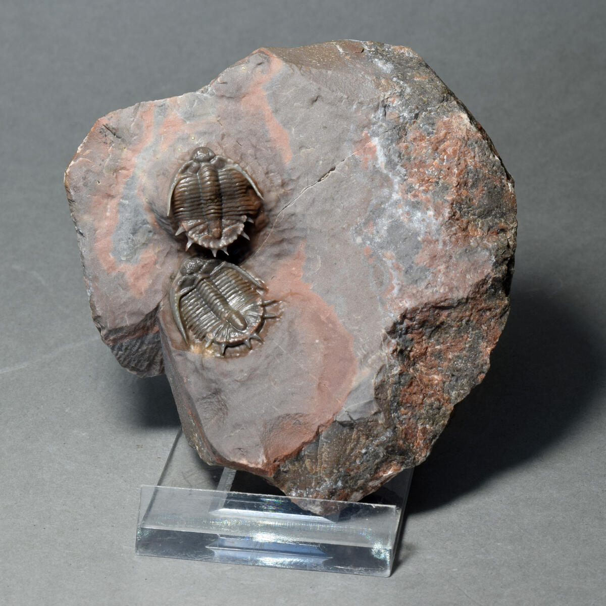 Rare trilobites with '3D' genal spines Basseiarges mellishae