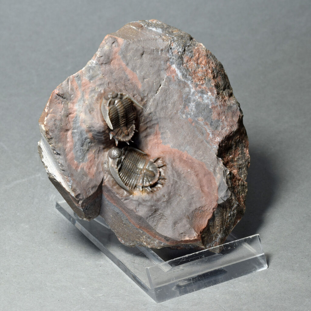 Rare trilobites with '3D' genal spines Basseiarges mellishae