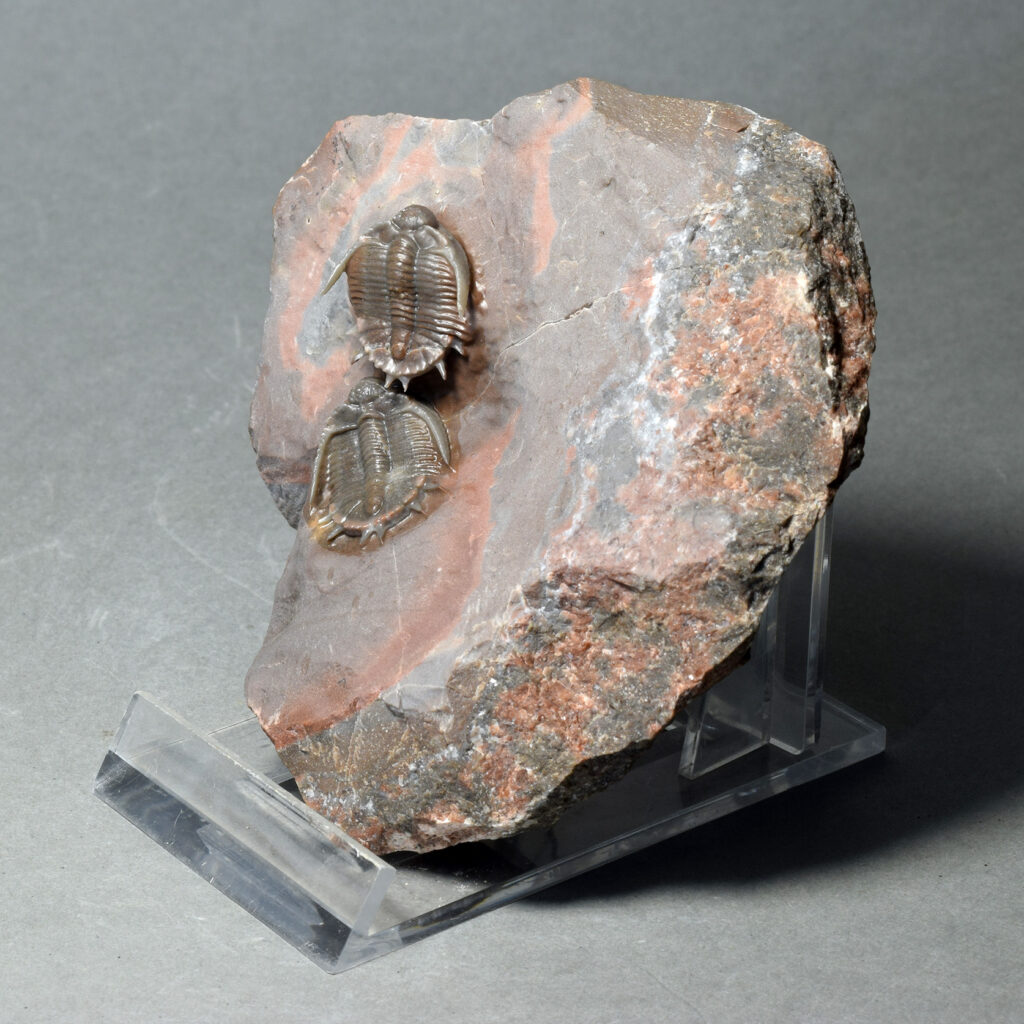 Rare trilobites with '3D' genal spines Basseiarges mellishae