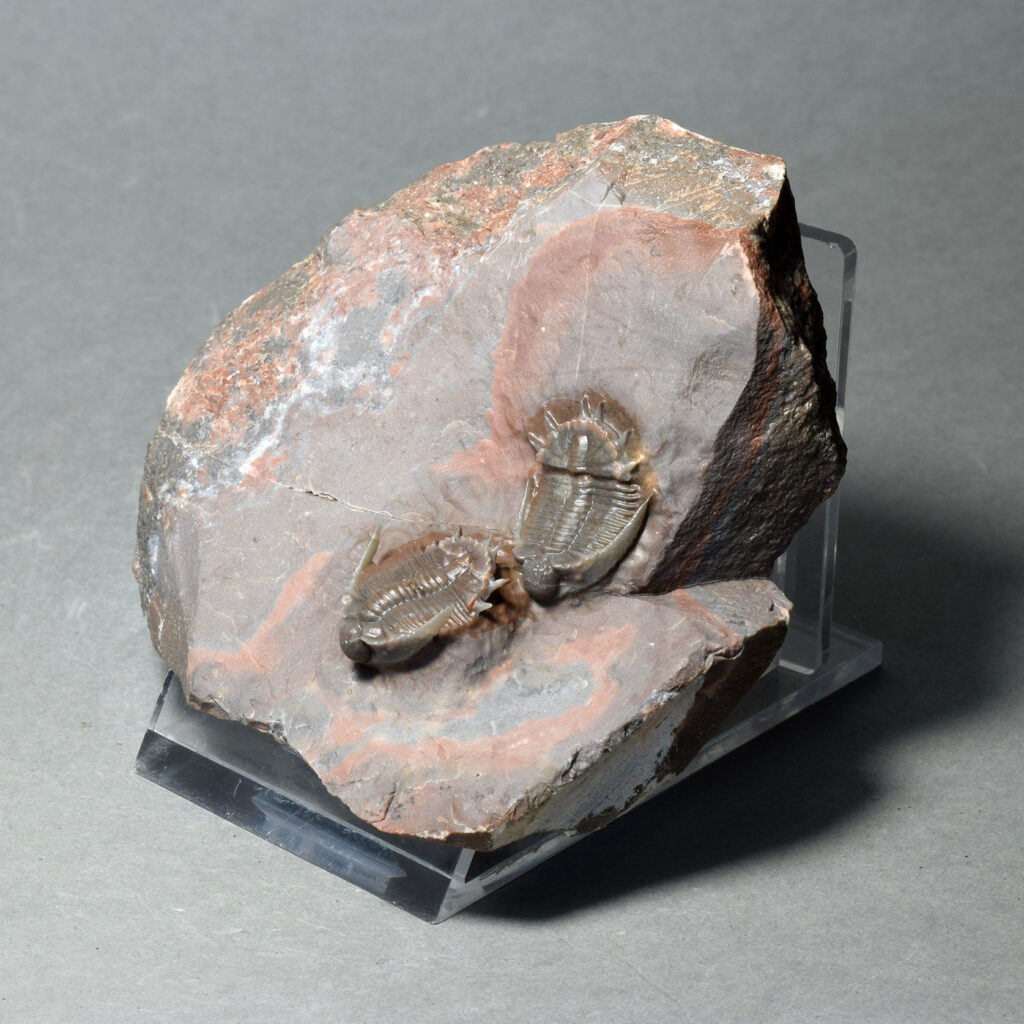 Rare trilobites with '3D' genal spines Basseiarges mellishae