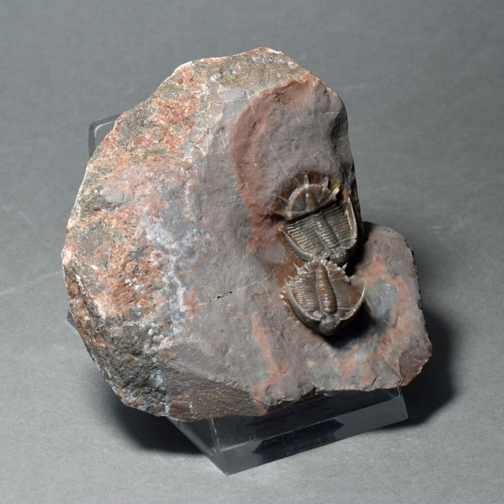 Rare trilobites with '3D' genal spines Basseiarges mellishae