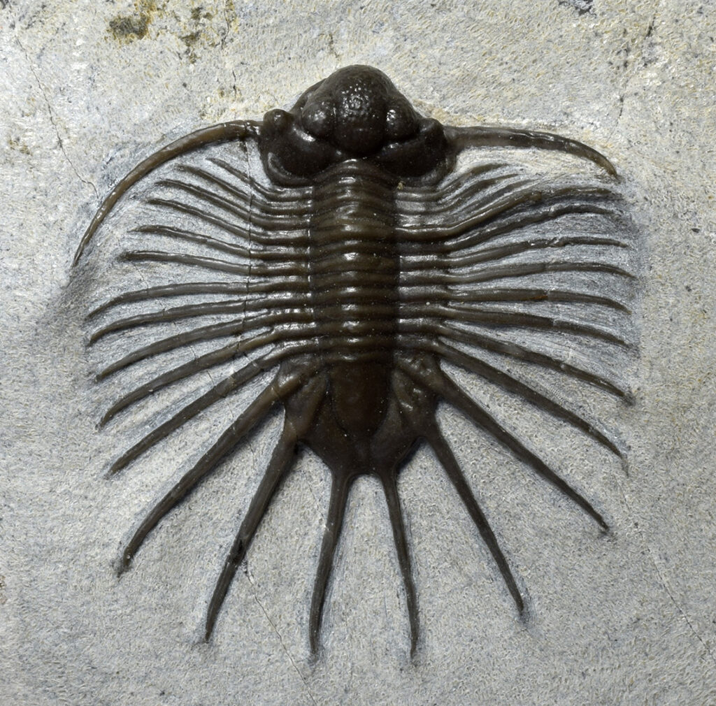 Fine trilobite Acanthopyge (Belenopyge) sp. (undescribed species)
