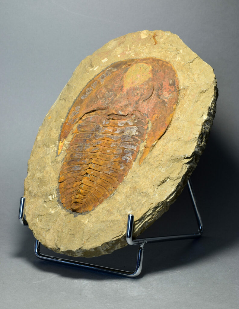 Large genuine trilobite Cambropallas telesto