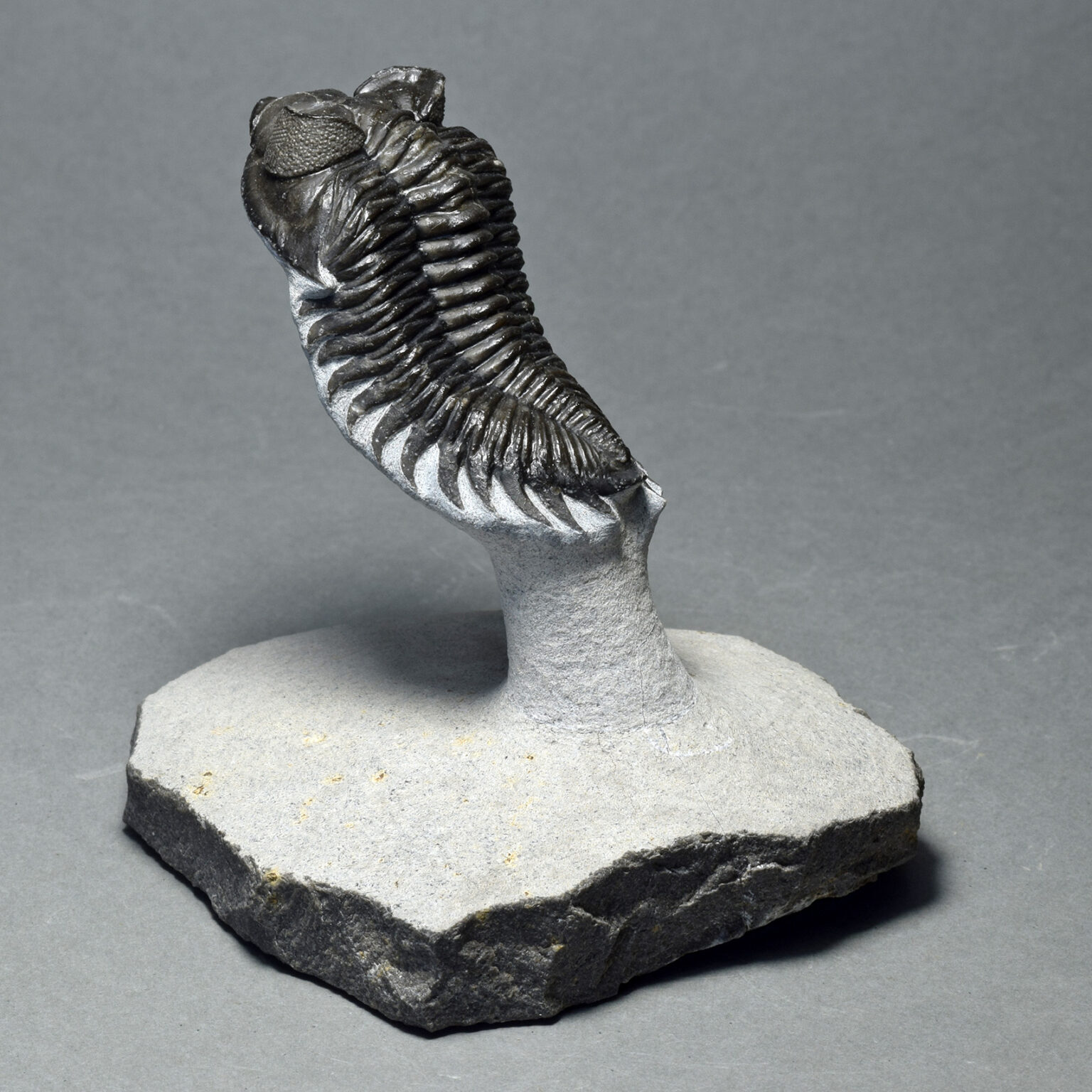 Fine 3D prepared trilobite Coltraneia oufatenensis