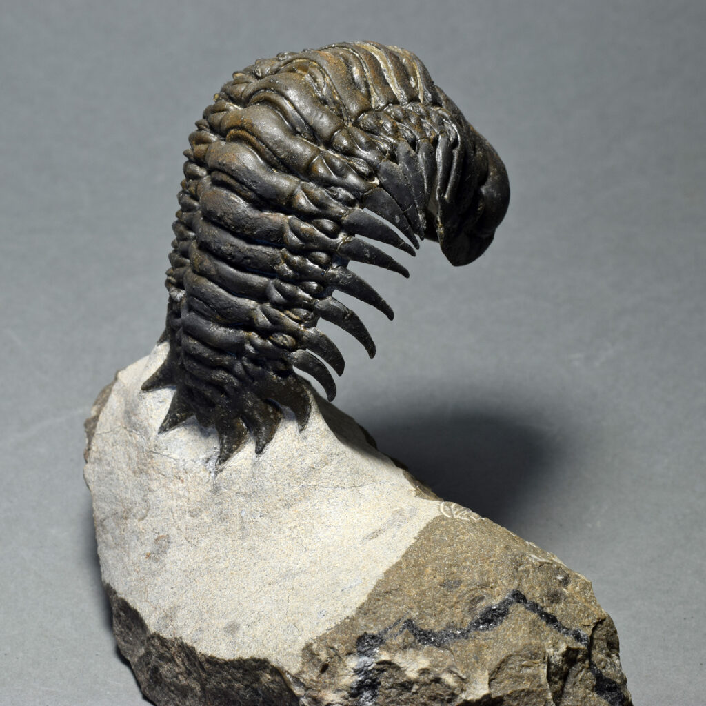 Beautiful 3D prepared trilobite Cheirurus (Crotalocephalina) gr. gibbus