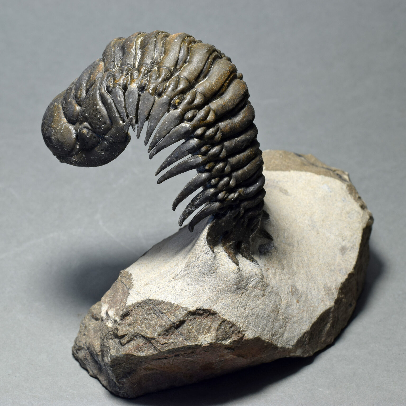 Beautiful 3D prepared trilobite Cheirurus (Crotalocephalina) gr. gibbus