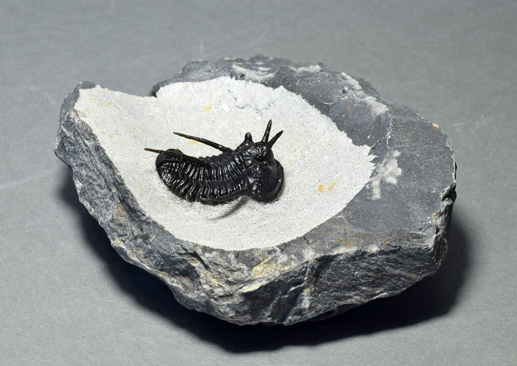 Beautiful spiny trilobite Cyphaspis walteri