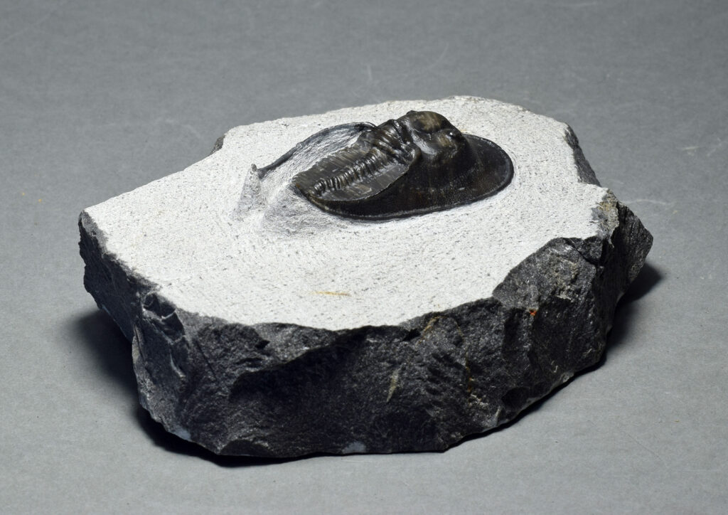 Rare Harpetid trilobite Harpes perradiatus
