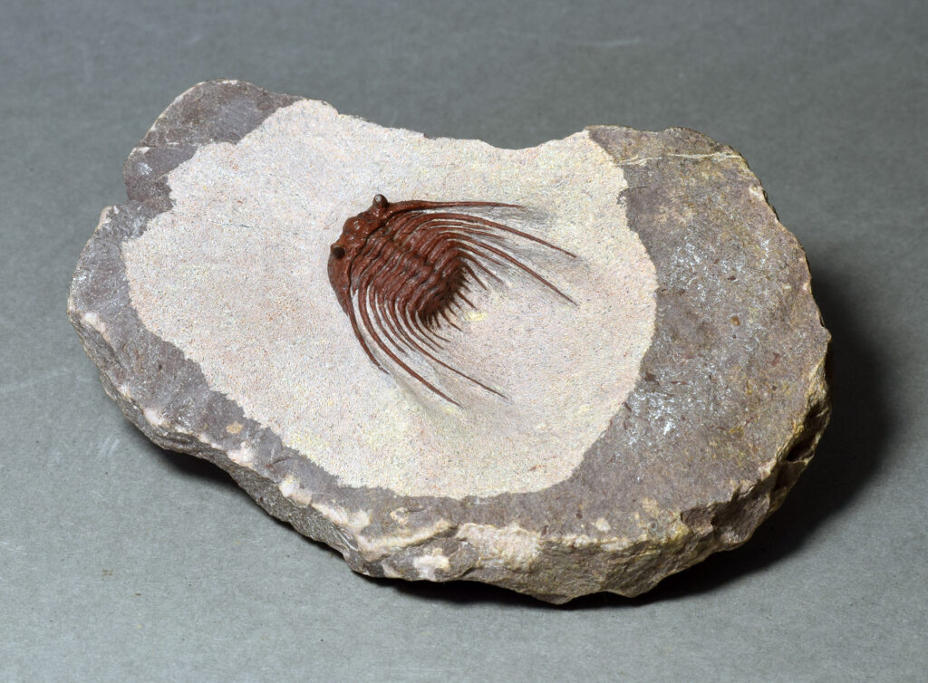 Rare red spiny trilobite with green eyes - Kettneraspis freitagi