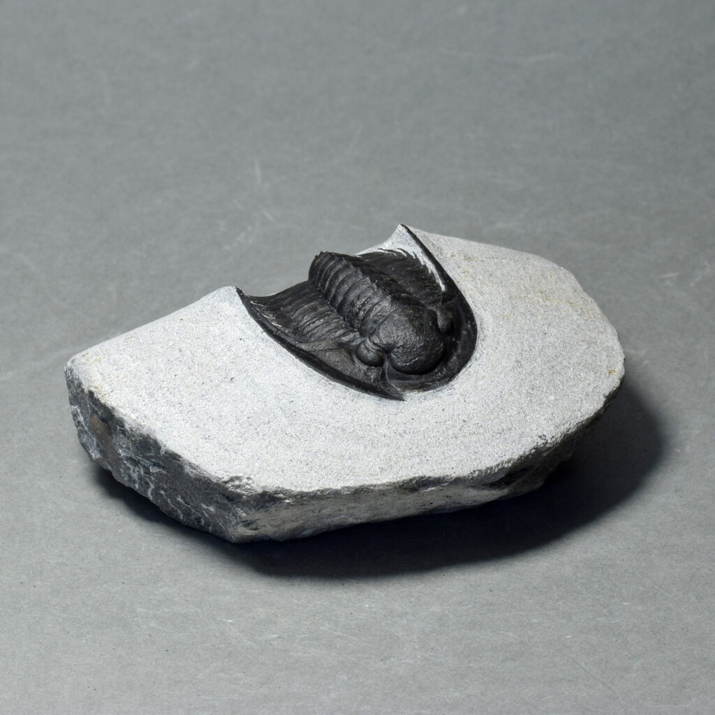 Rare trilobite Phaetonellus planicauda