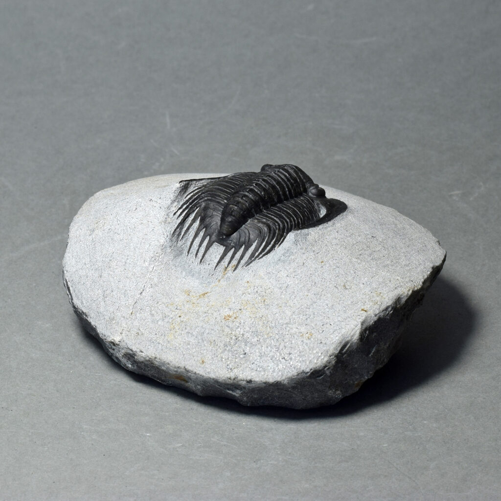 Rare trilobite Phaetonellus planicauda