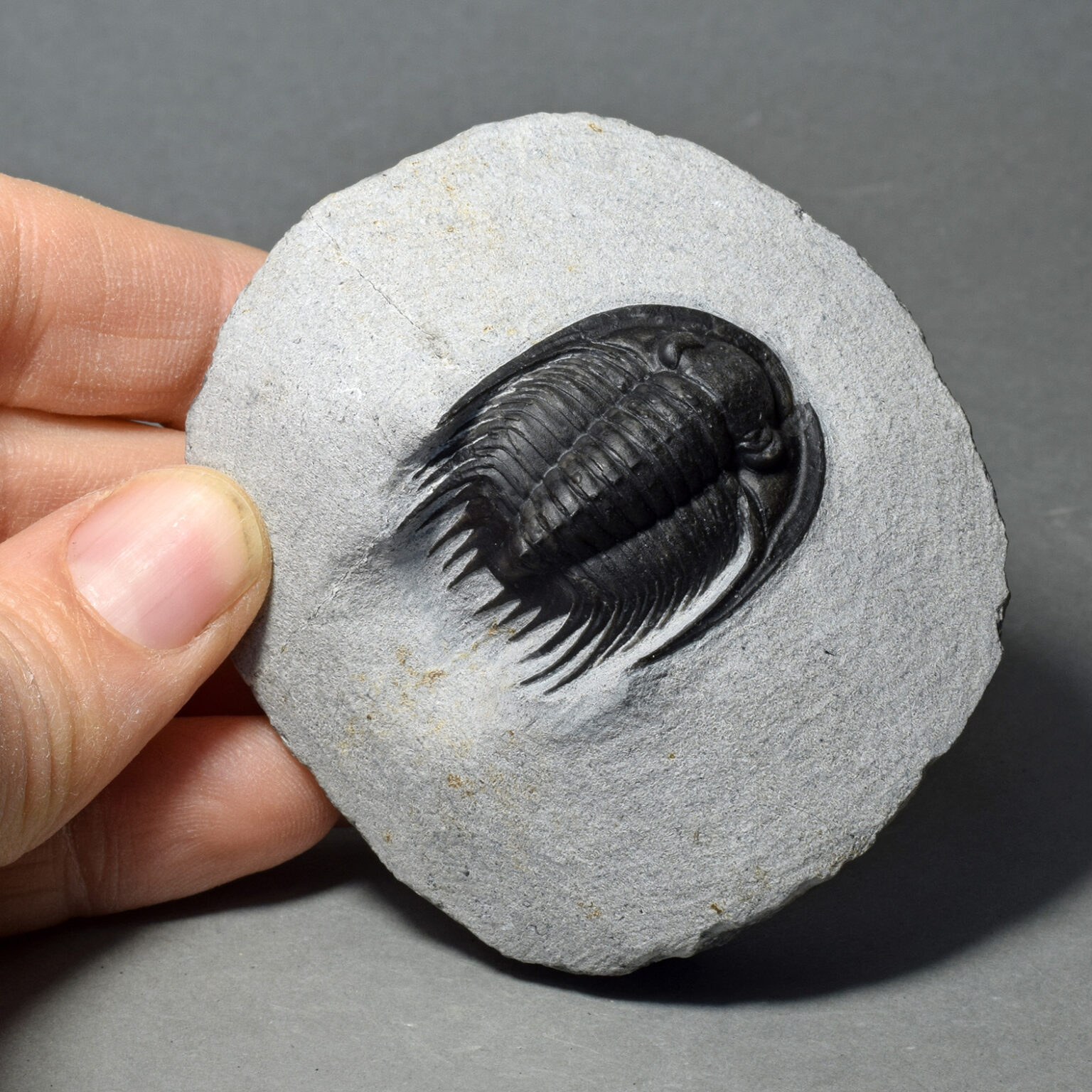 Rare trilobite Phaetonellus planicauda