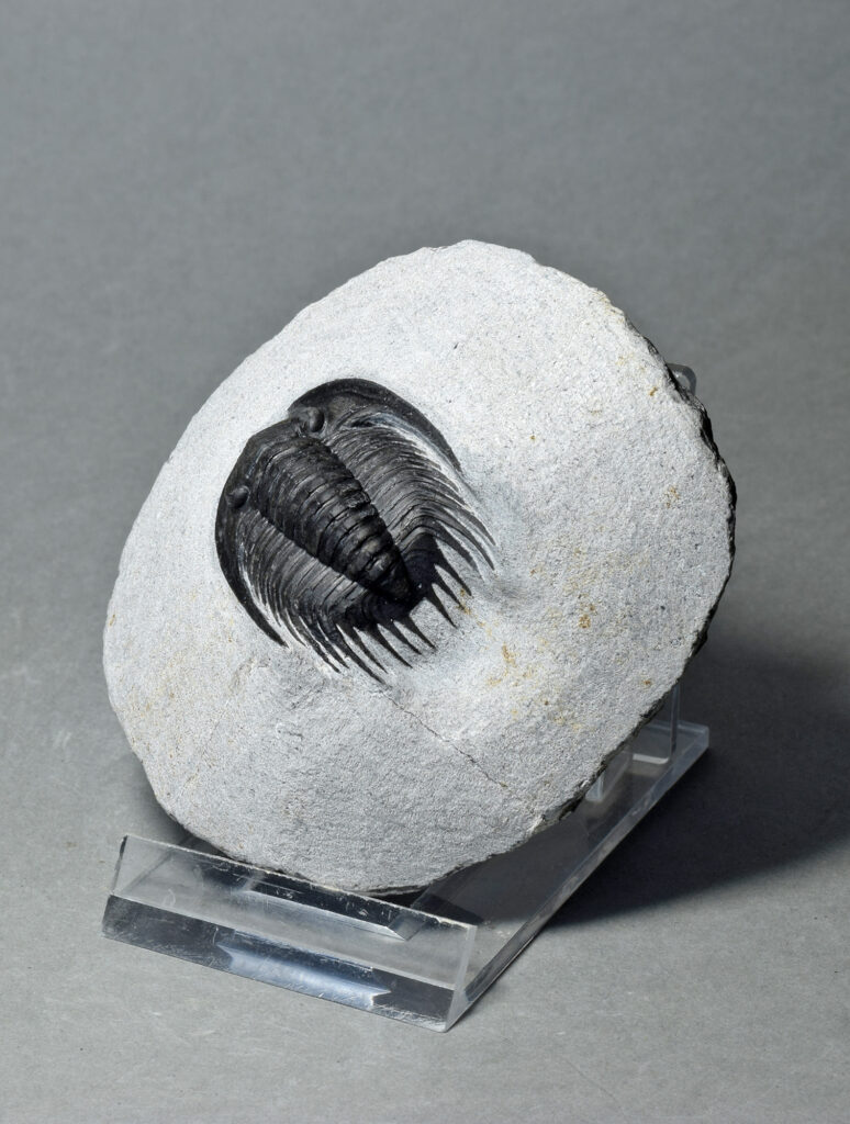 Rare trilobite Phaetonellus planicauda