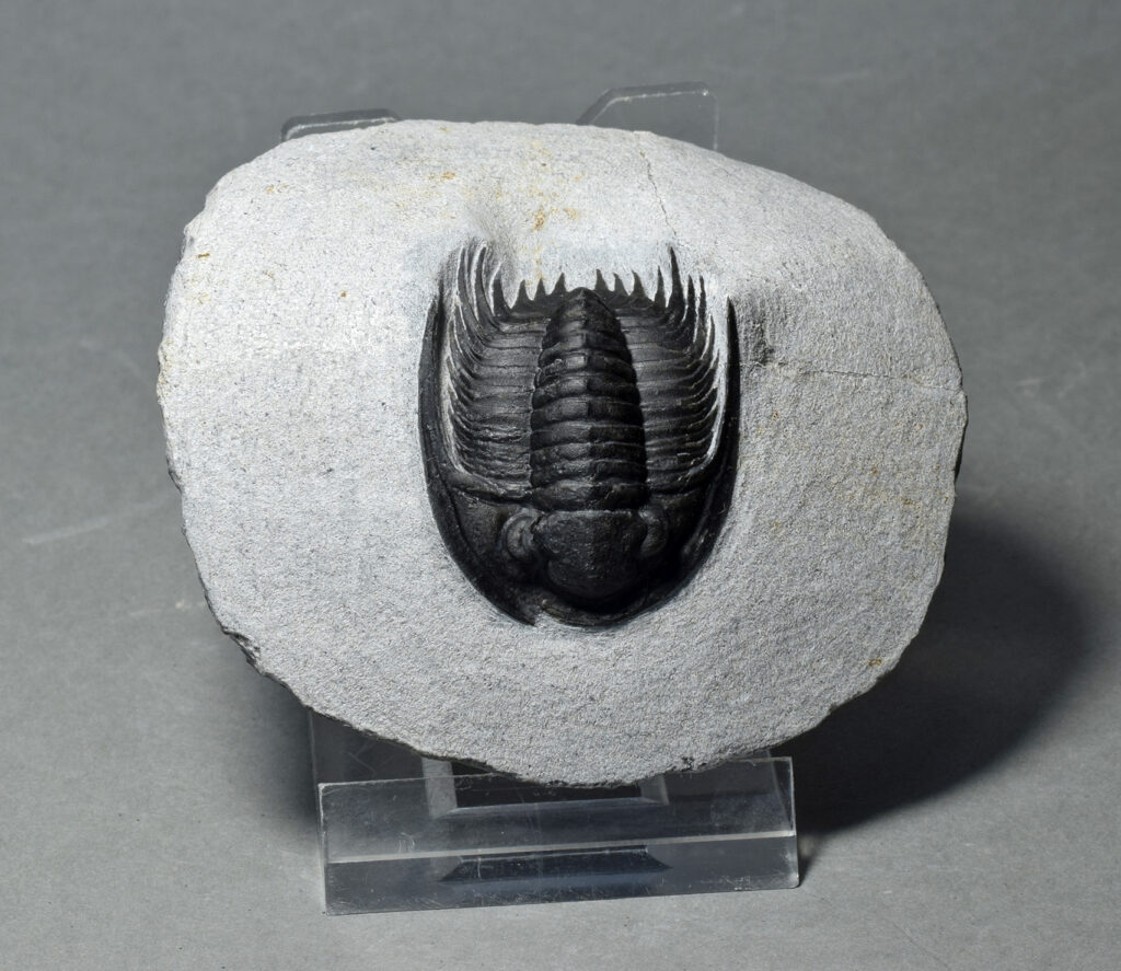 Rare trilobite Phaetonellus planicauda