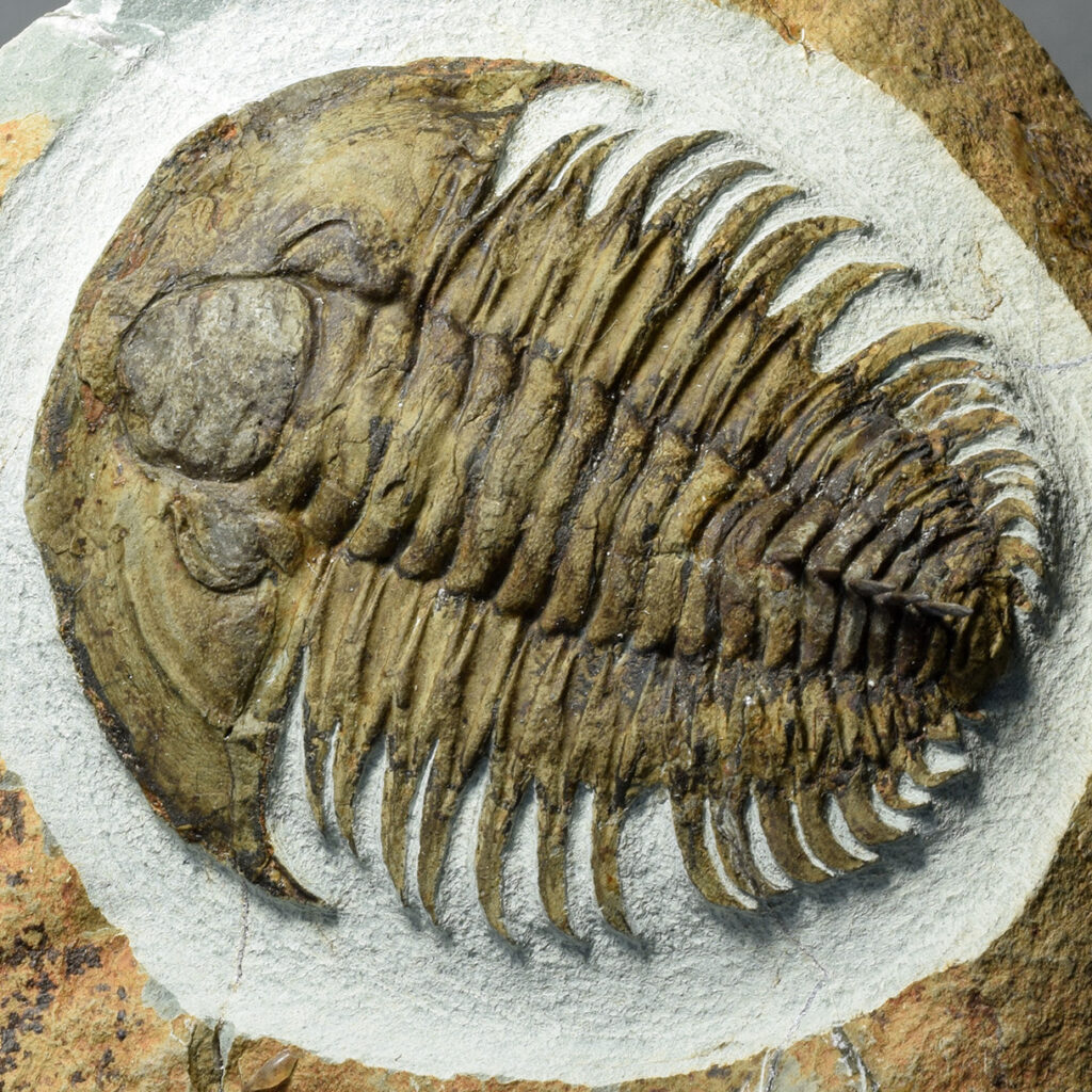 Trilobites: 270 million years of evolution