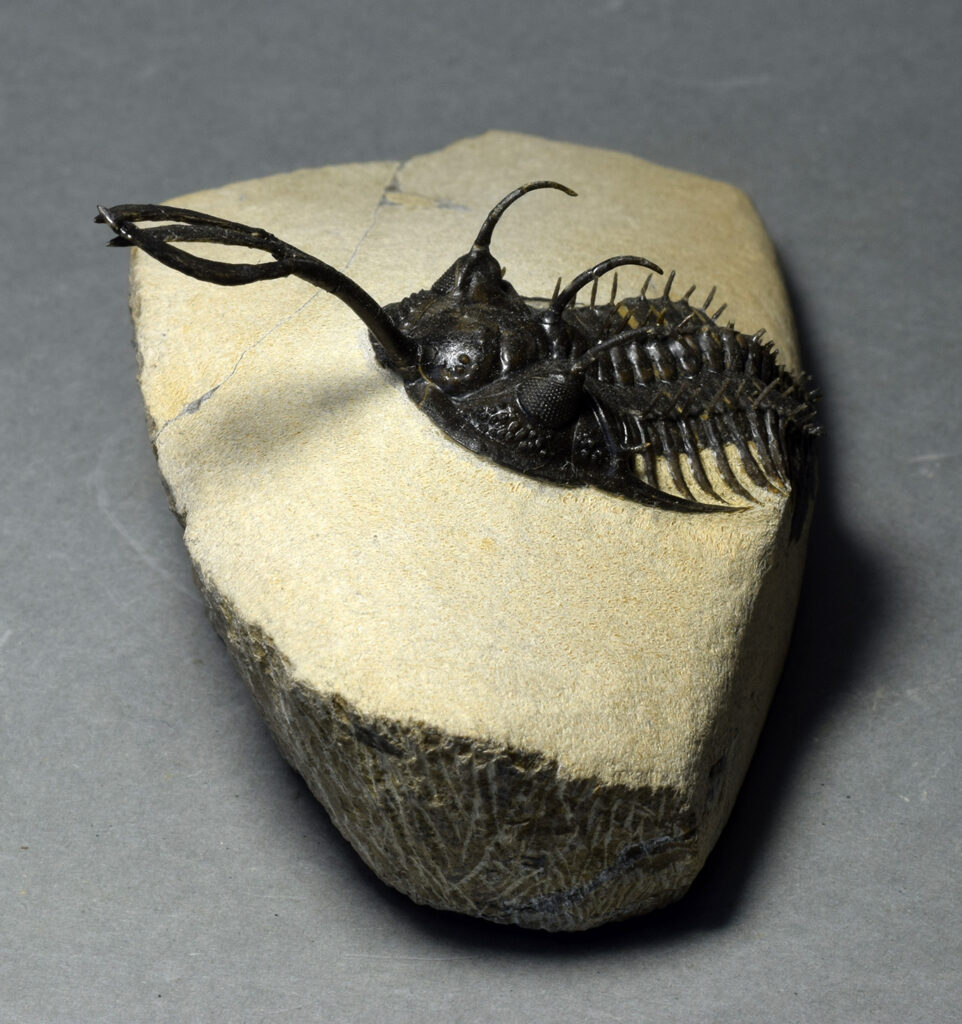 Beautiful spiny trilobite Walliserops trifurcatus