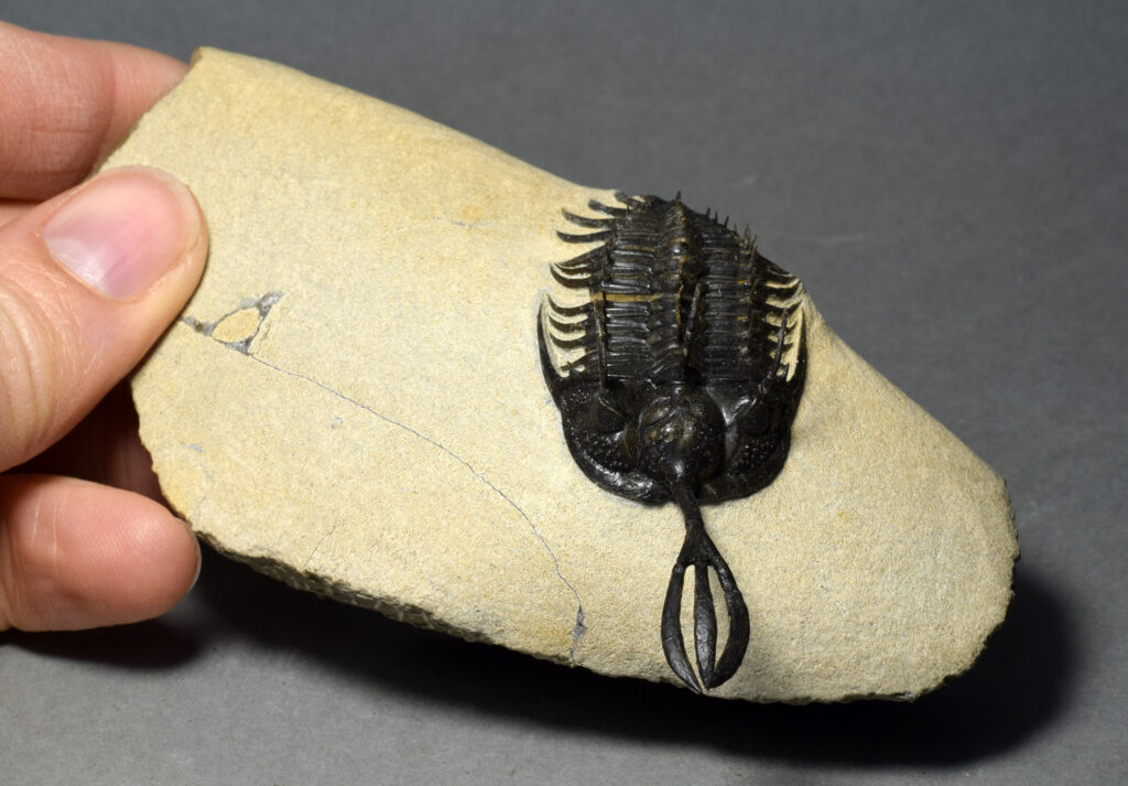 Beautiful spiny trilobite Walliserops trifurcatus
