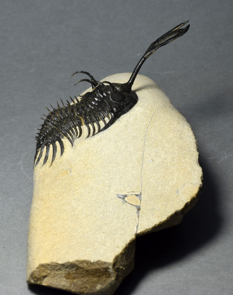 Beautiful spiny trilobite Walliserops trifurcatus