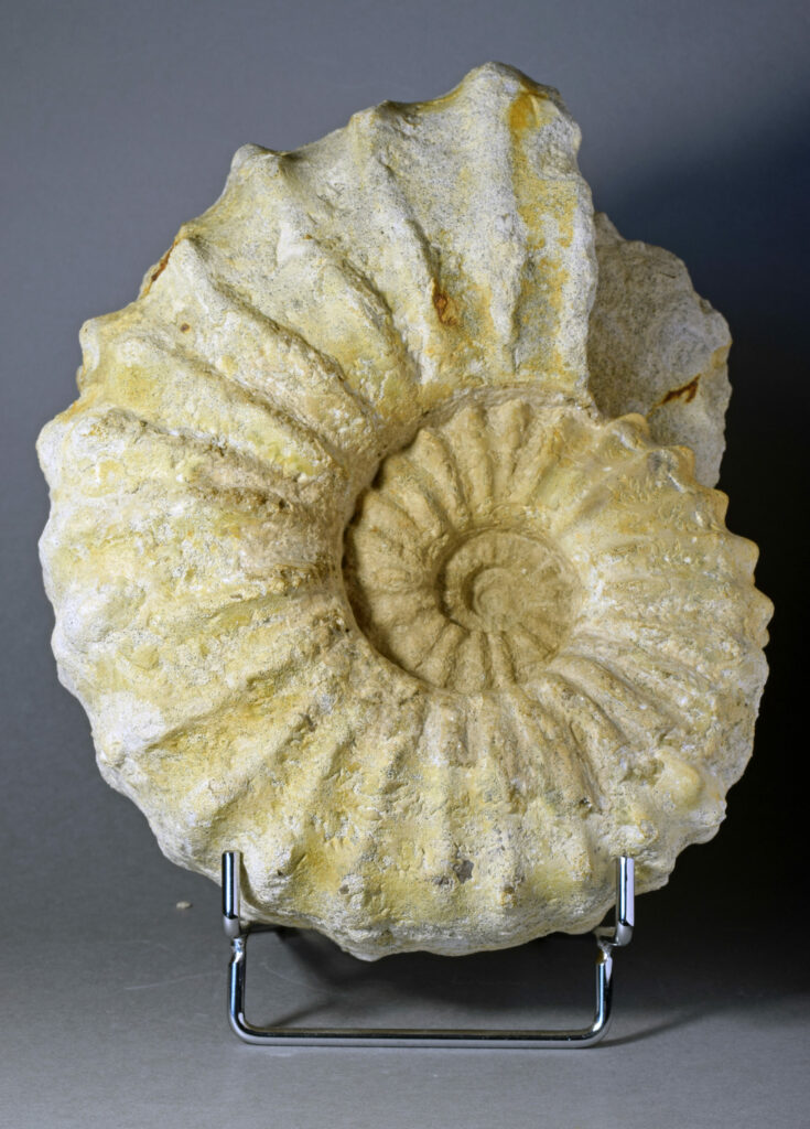 Classical ammonite Acanthoceras rhotomagense