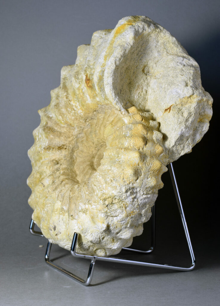 Classical ammonite Acanthoceras rhotomagense