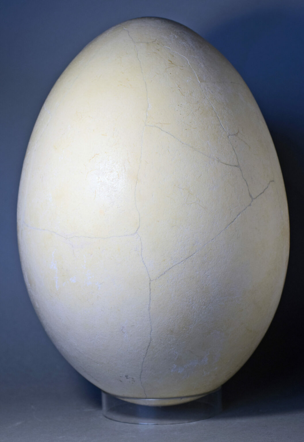 Fine elephant-bird egg Aepyornis maximus