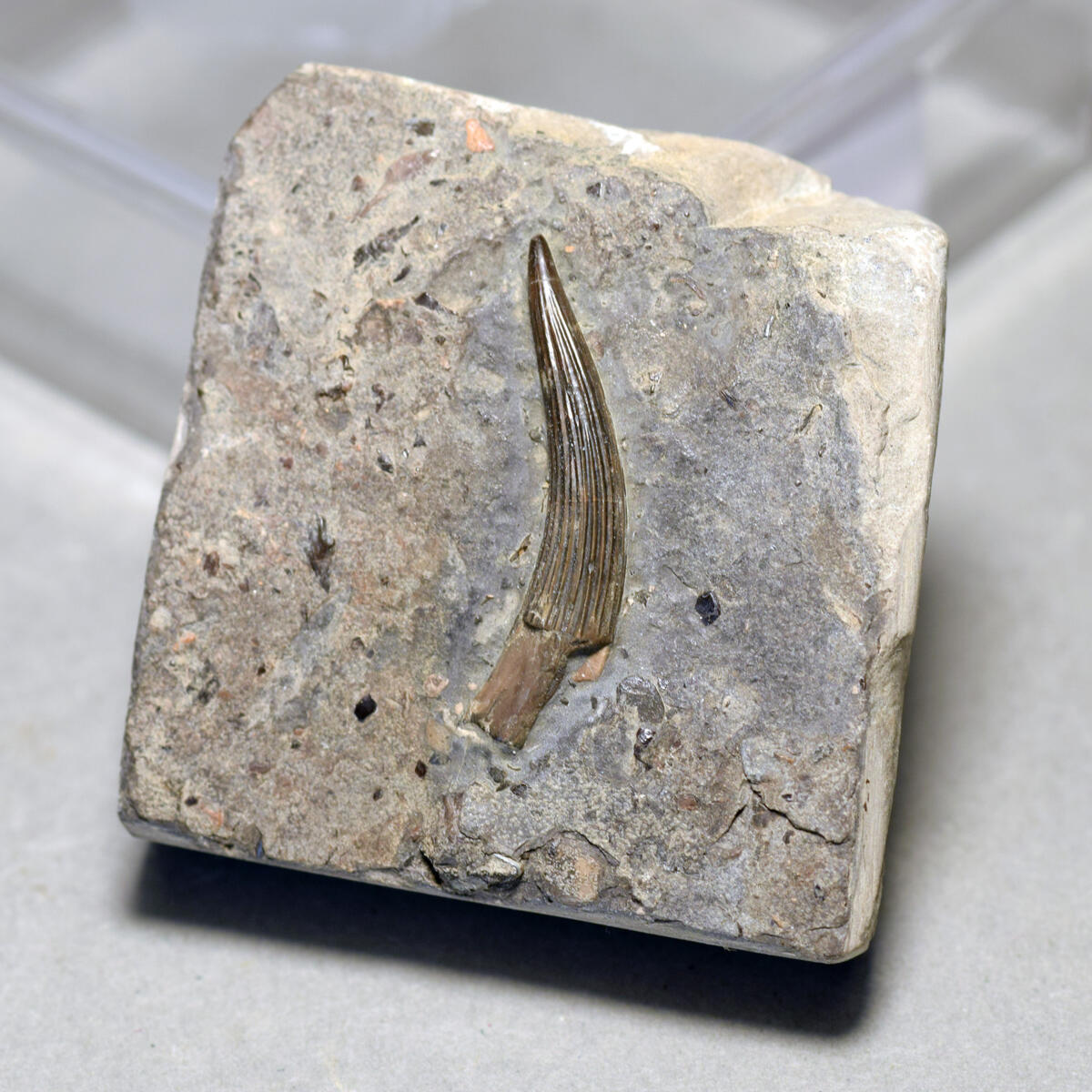 Fine marine reptile tooth Nothosaurus sp. Fine marine reptile tooth Nothosaurus sp.