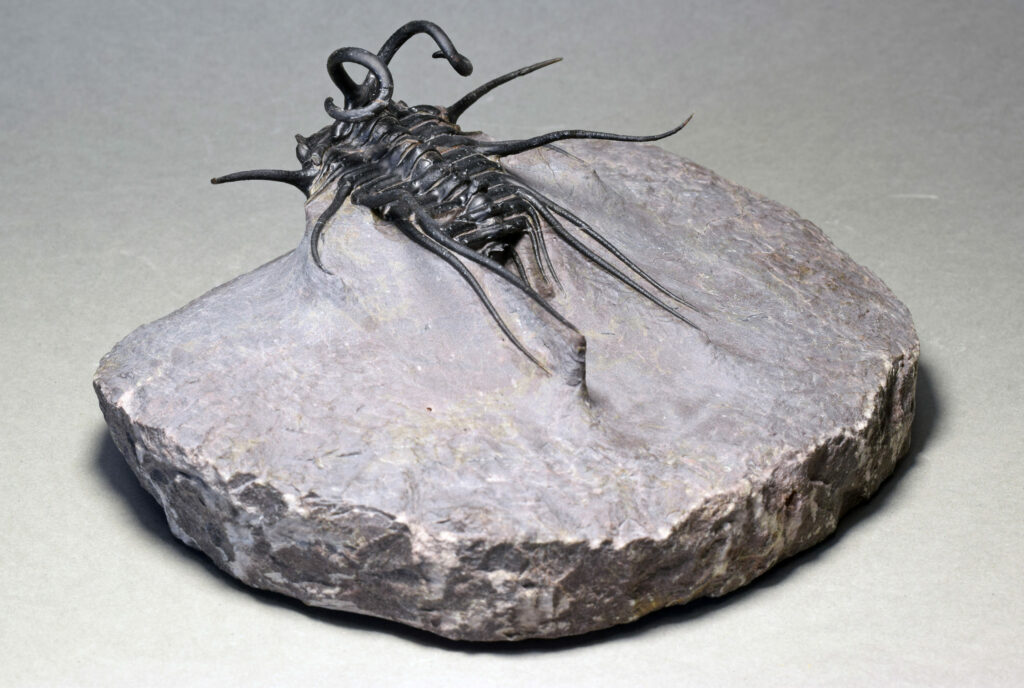 Museum-quality trilobite Dicranurus monstrosus