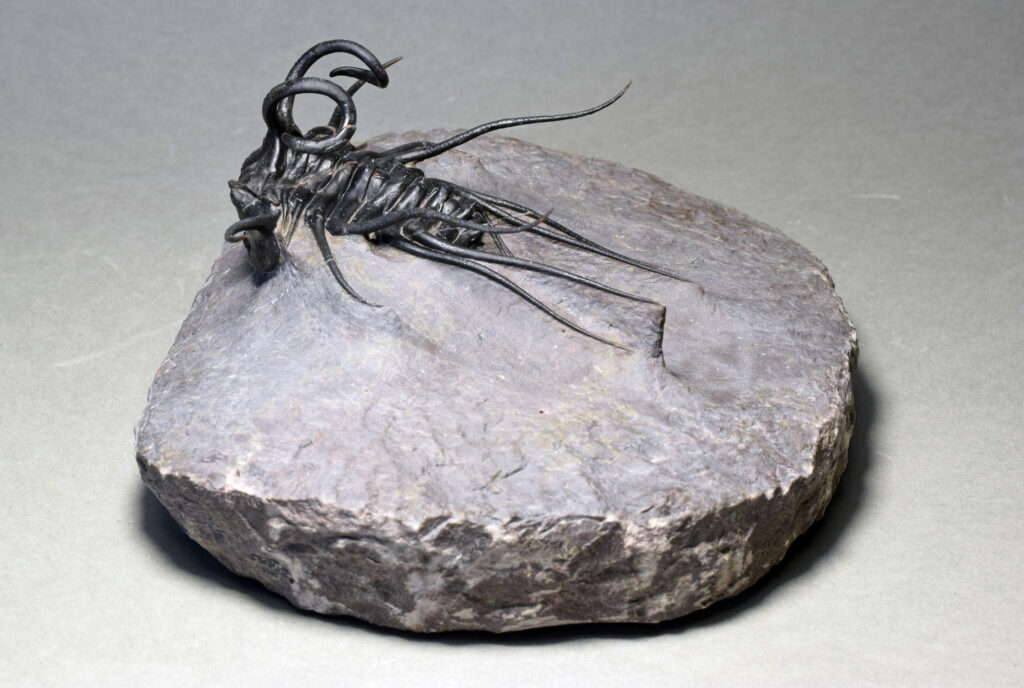 Museum-quality trilobite Dicranurus monstrosus