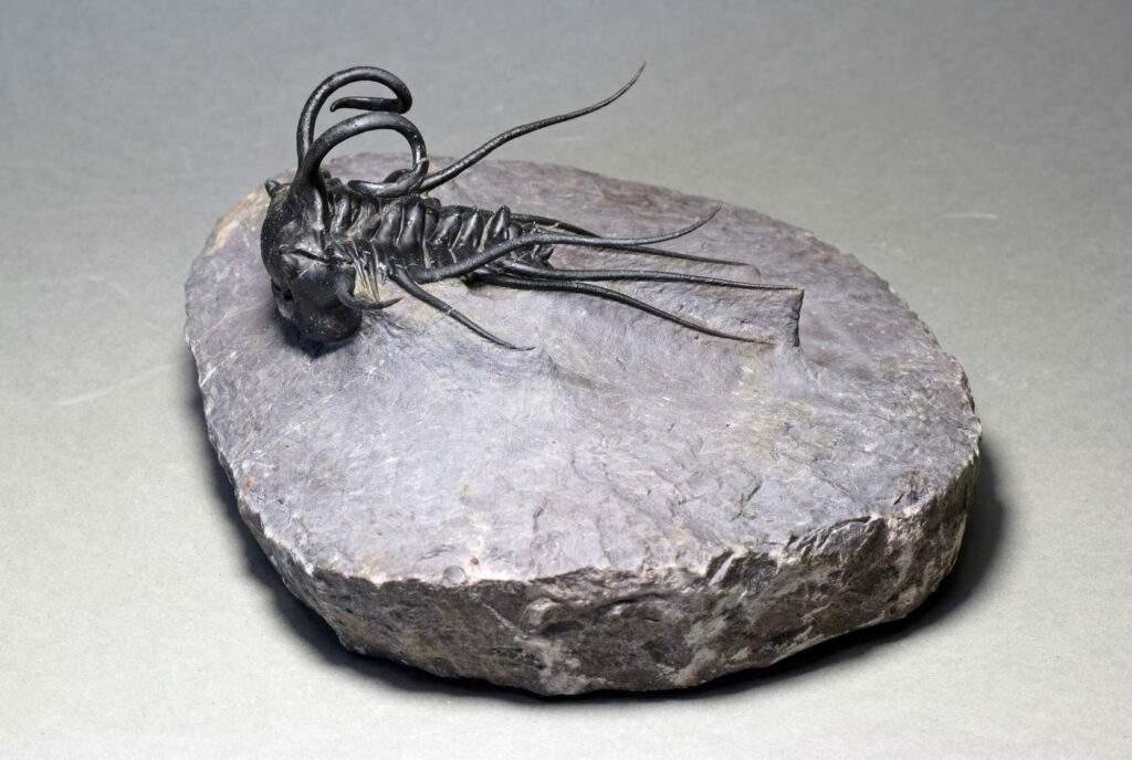 Museum-quality trilobite Dicranurus monstrosus