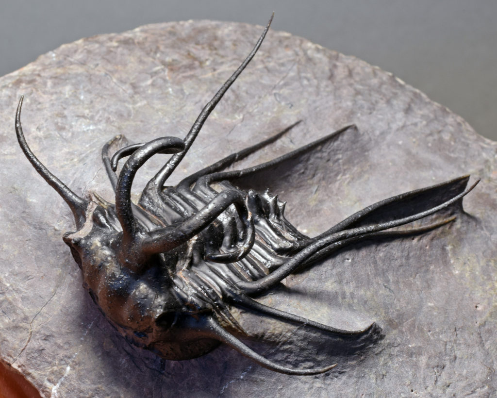 Museum-quality trilobite Dicranurus monstrosus