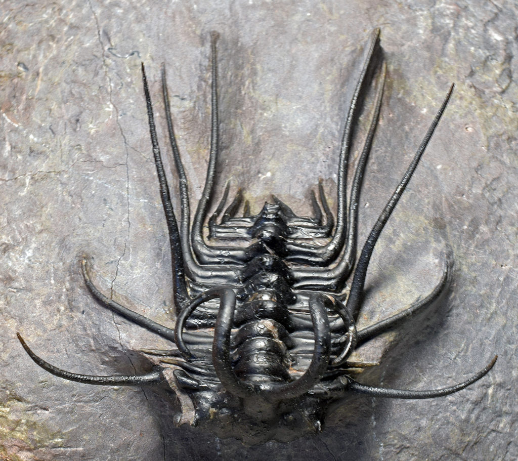 Museum-quality trilobite Dicranurus monstrosus