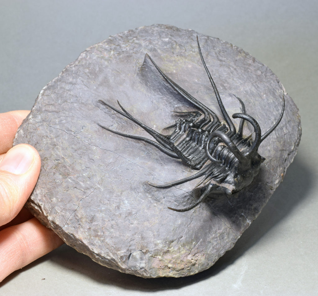 Museum-quality trilobite Dicranurus monstrosus