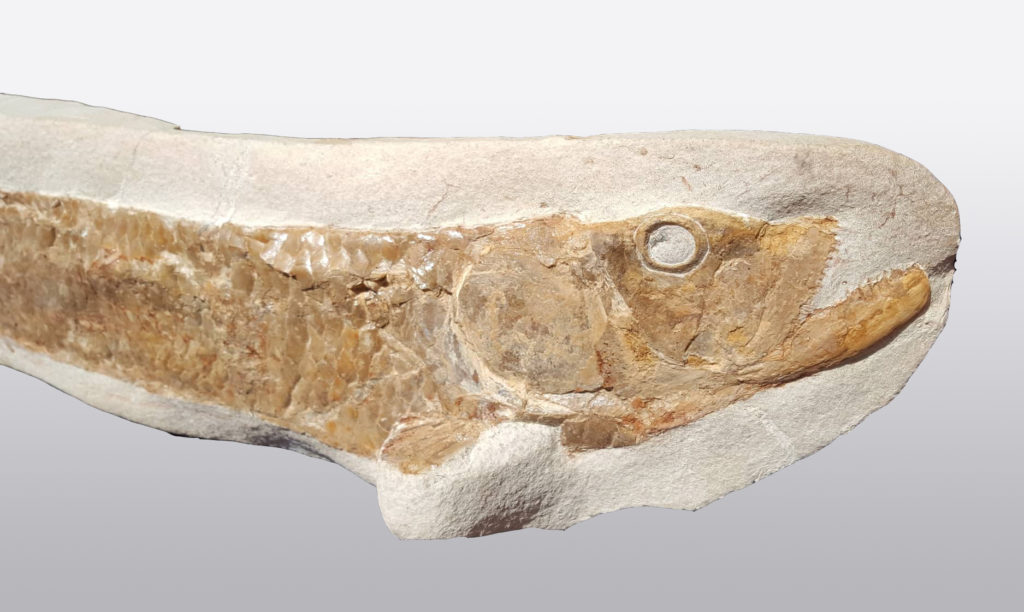 Rare museum-specimen Ichthyodectiform fish