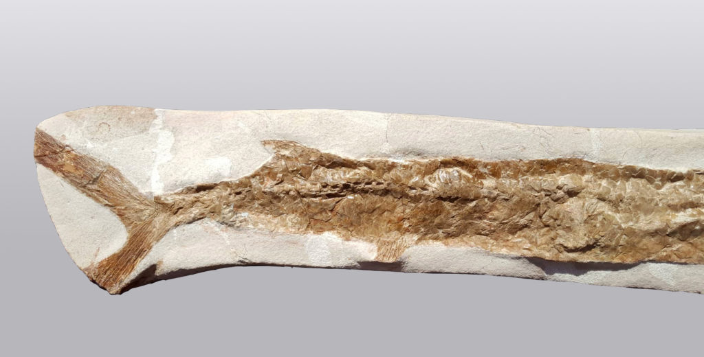 Rare museum-specimen Ichthyodectiform fish