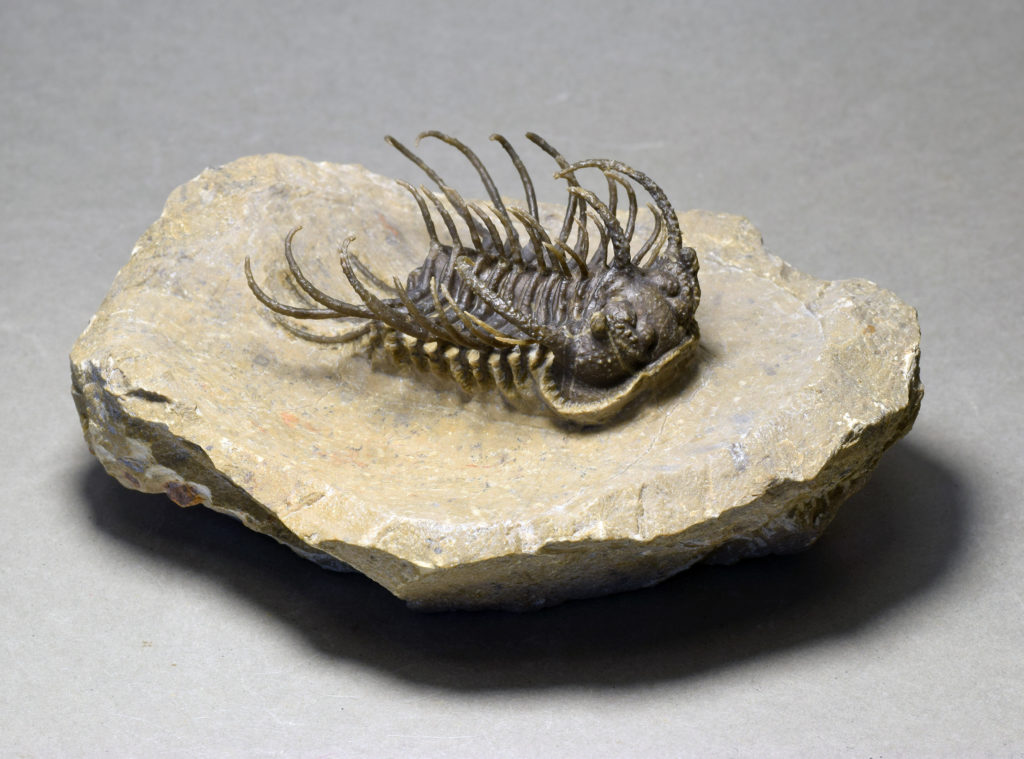 Museum-quality trilobite Koneprusia dahmani