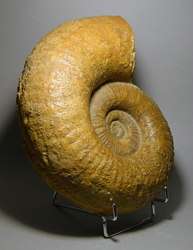 Beautiful ammonite with fine sutures Lytoceras cf. sutneri