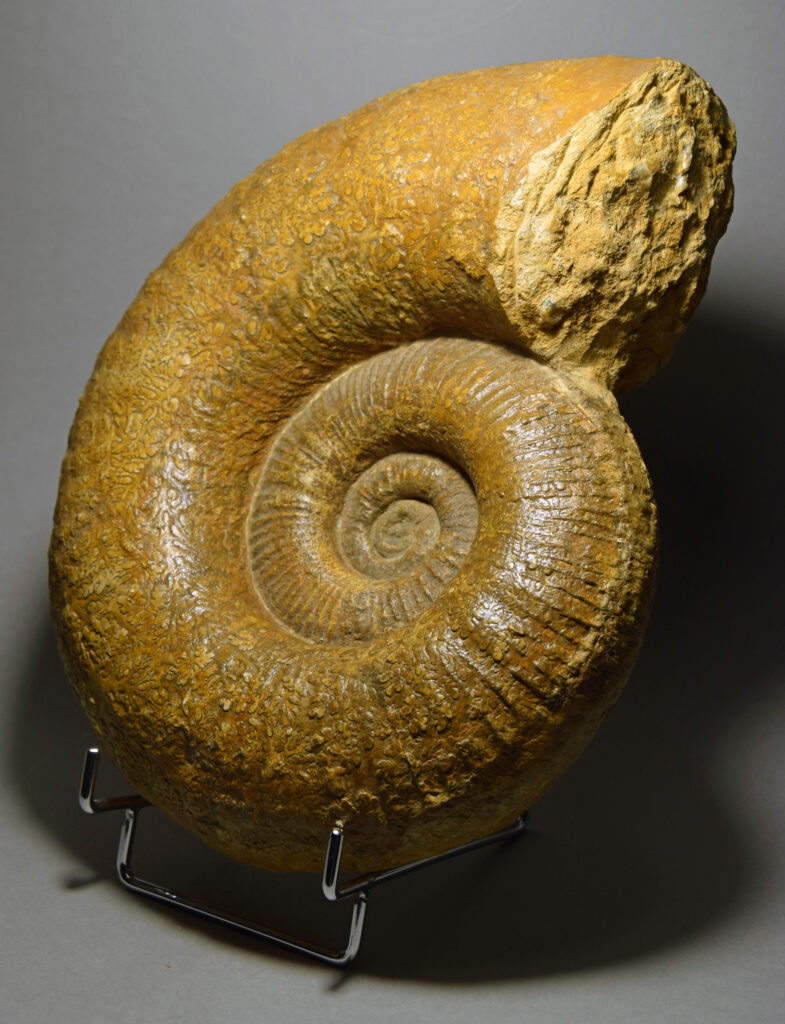 Beautiful ammonite with fine sutures Lytoceras cf. sutneri