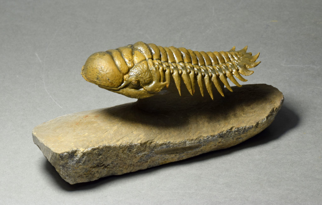 Gorgeous "flying" trilobite - Cheirurus (Crotalocephalina) gr. gibbus
