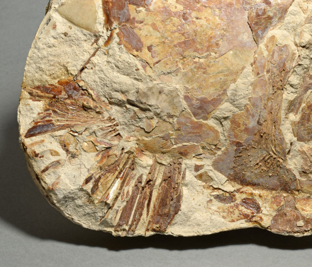 Beautiful fish skull Goulmimichthys arambourgi