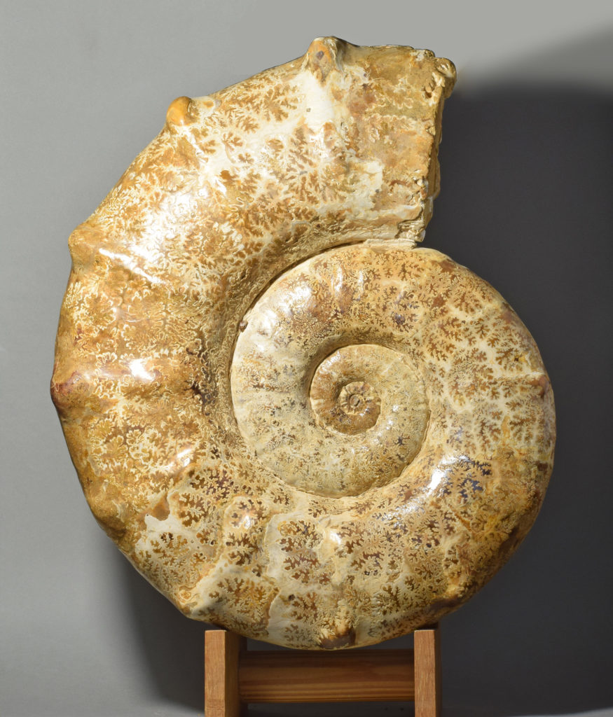 40 cm Ammonite Euaspidoceras sp. with unique suture patterns