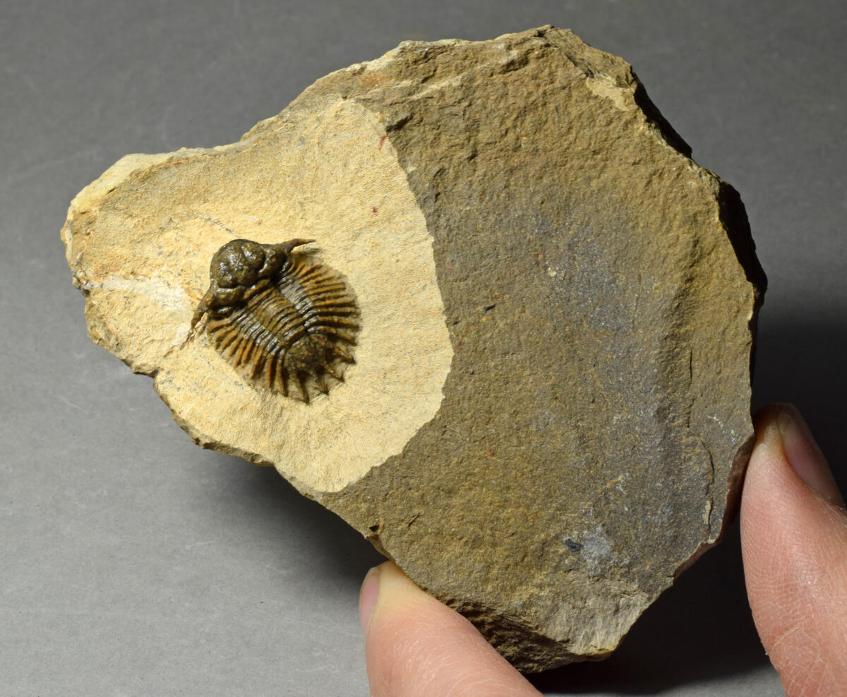 Fine trilobite Acanthopyge (Lobopyge) sp.