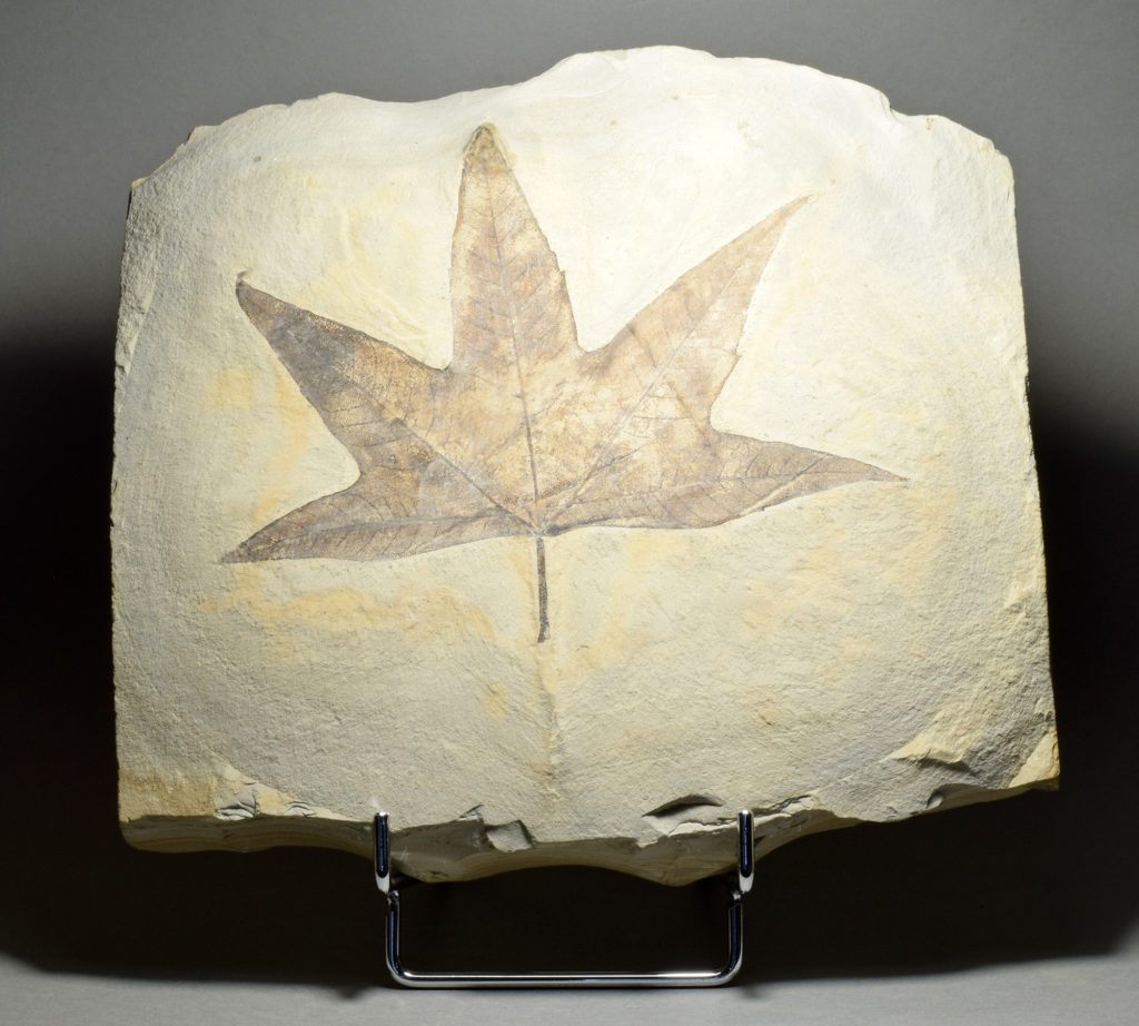 Outstanding fossil maple leaf - Acer lesquereuxi