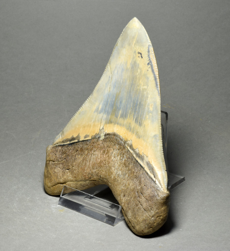 Fine Lee Creek shark tooth - Carcharodon megalodon - 12 cm