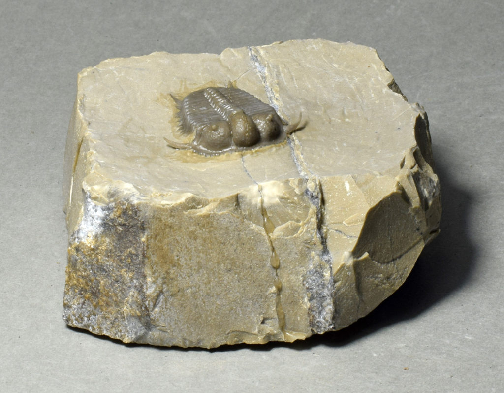 Rare trilobite Cyphaspides sp. with "3D" genal spines