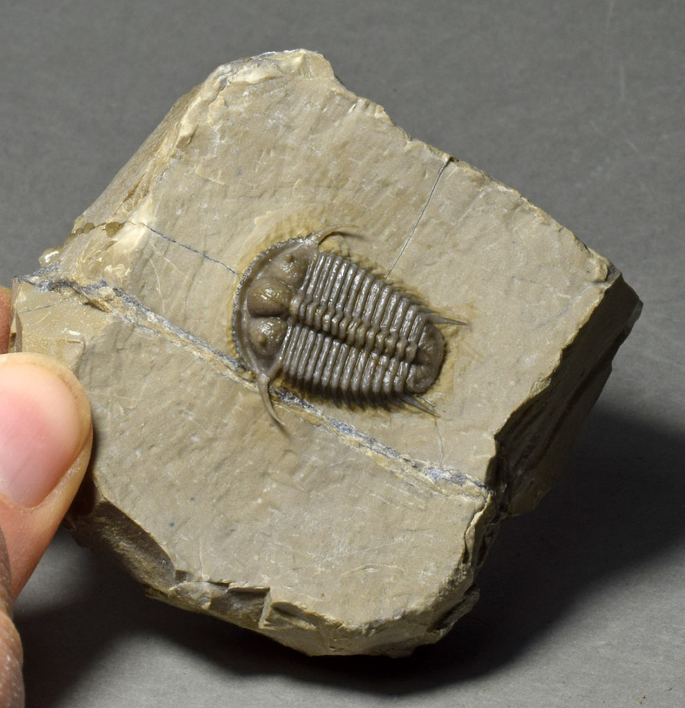 Rare trilobite Cyphaspides sp. with "3D" genal spines