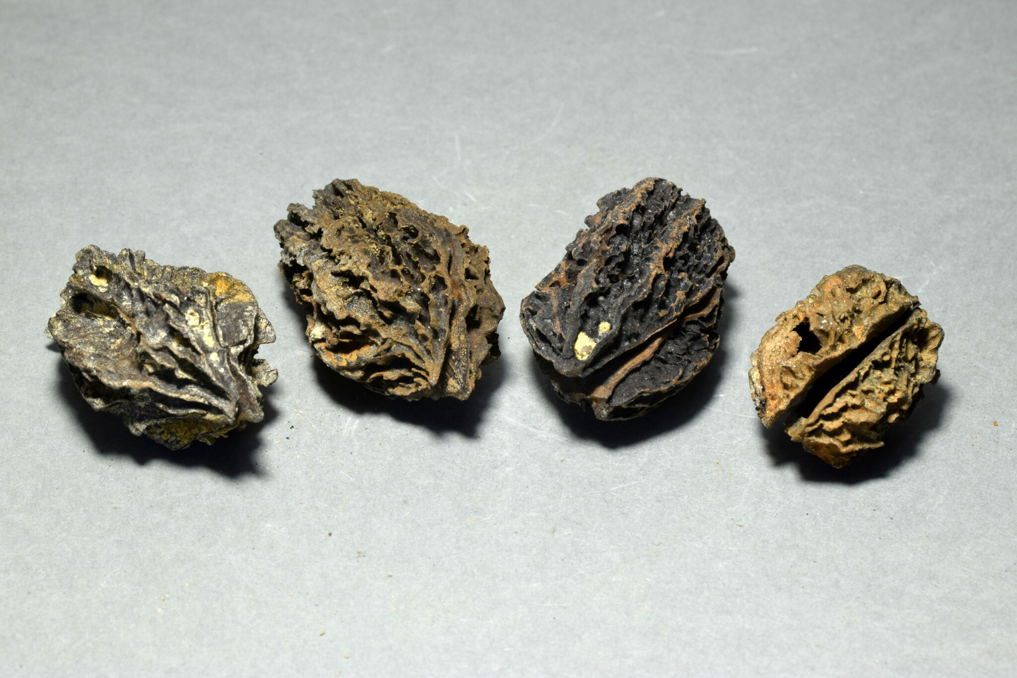 Assorted fossil walnuts - Juglans bergomensis