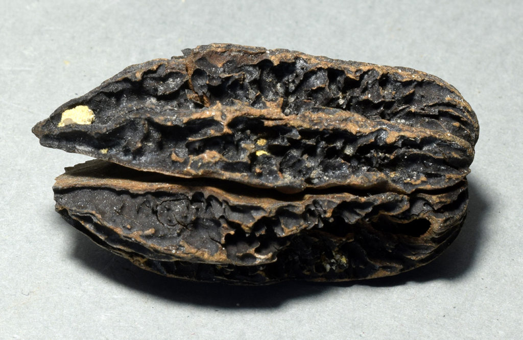 Assorted fossil walnuts - Juglans bergomensis