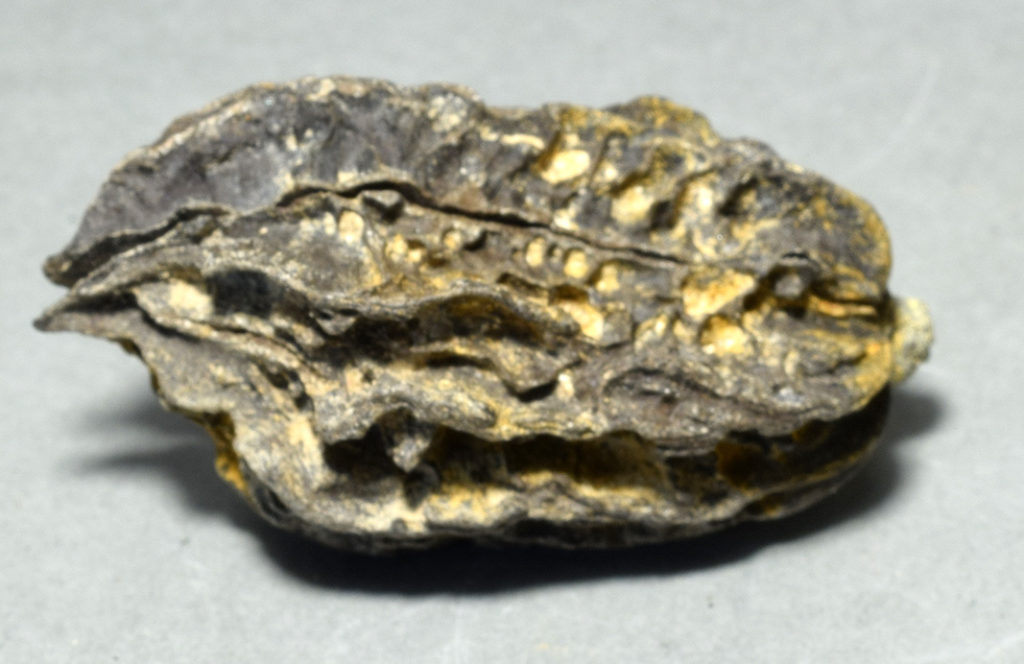 Assorted fossil walnuts - Juglans bergomensis