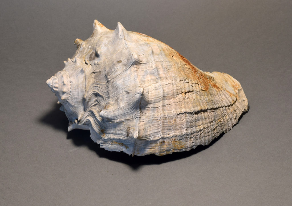 Finely detailed large gastropod Melongena sp.